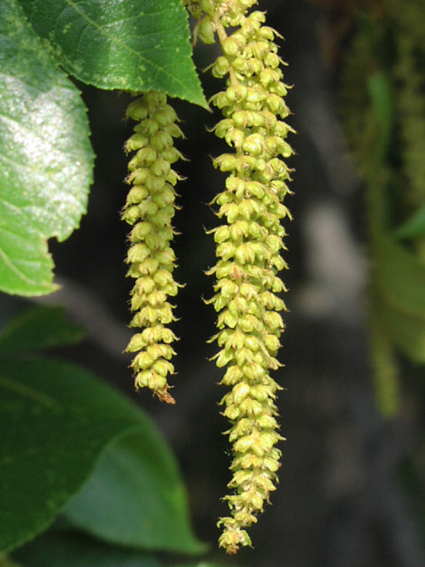 Inflorescence Catkin